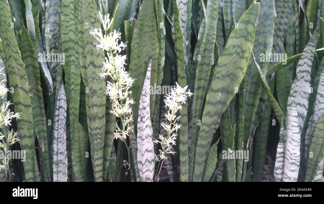 Sansevieria trifasciata flower, espada-de-São Jorge, São Paulo, Brazil ...