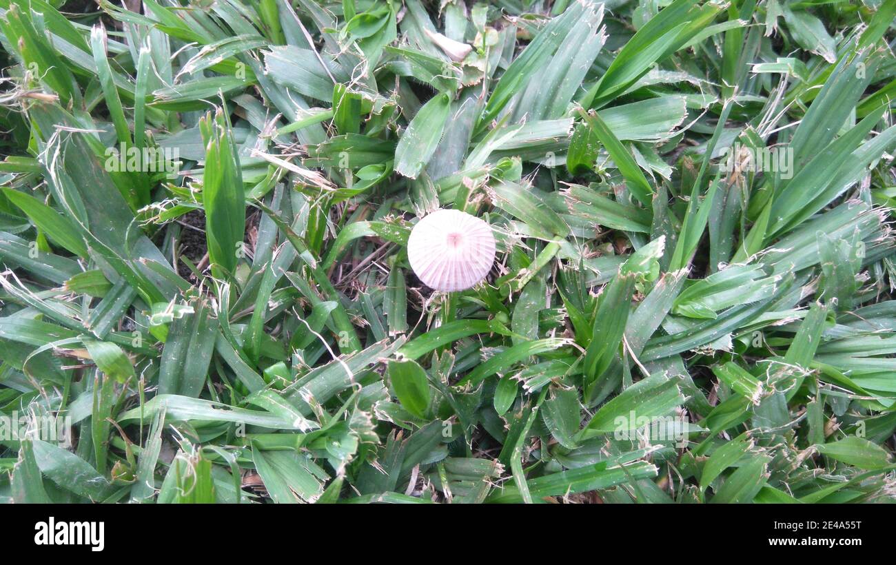 Mushroom in the grass, Marasmius fungi grow in grassland, São Paulo ...