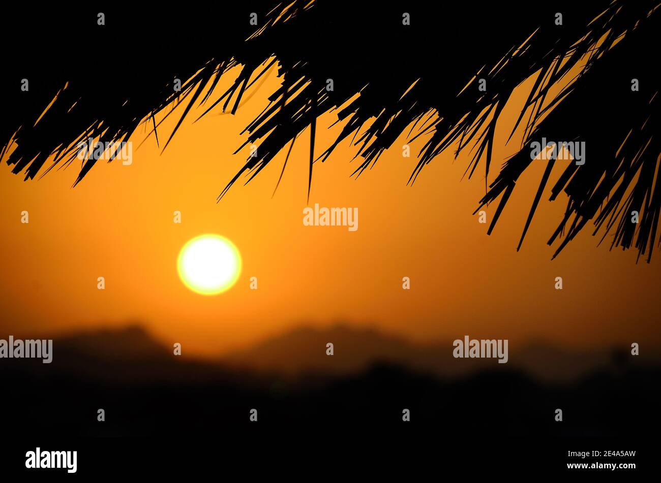 Desert sunrise palm trees camel hi-res stock photography and images - Alamy