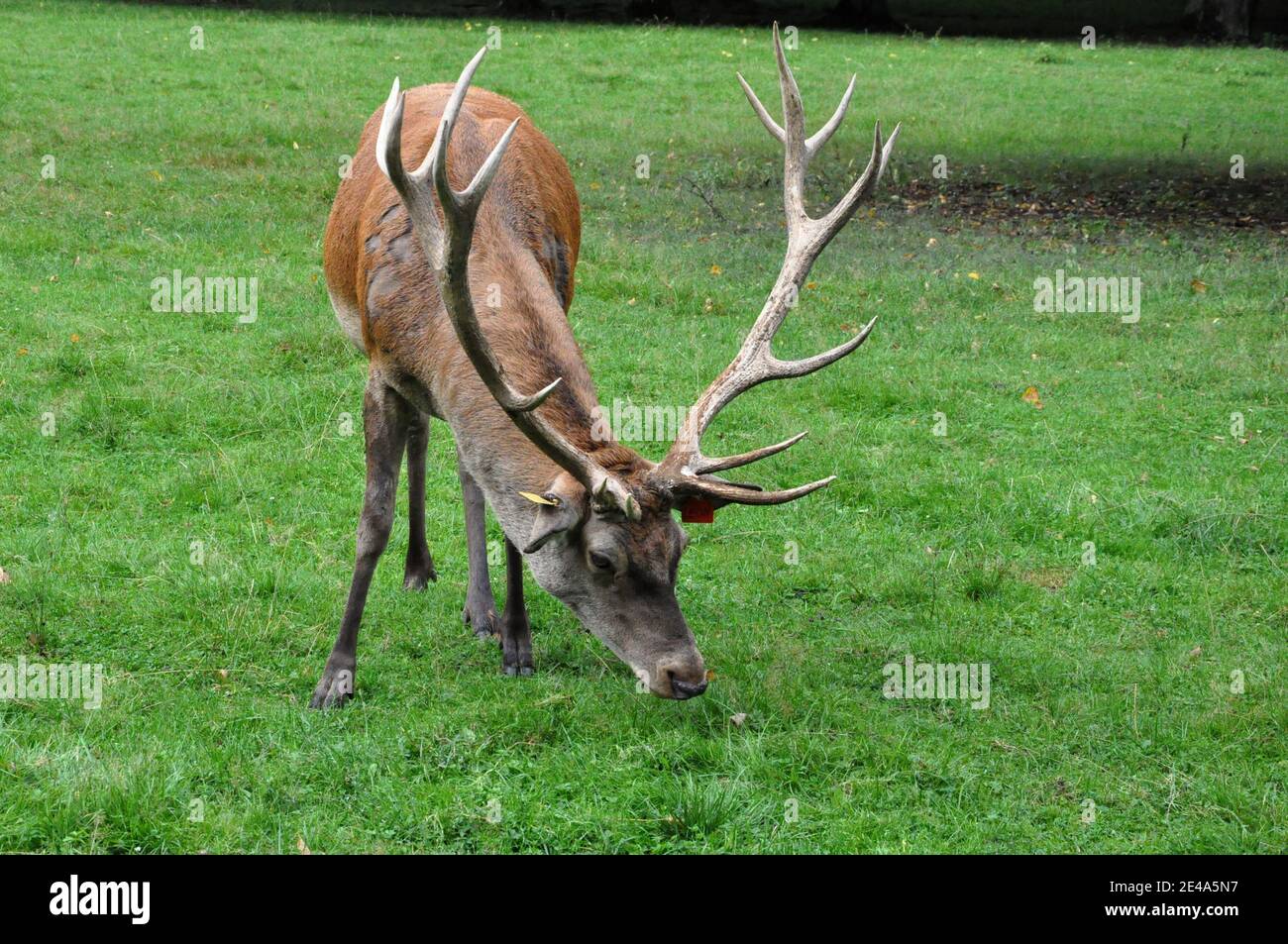 Deer in Białowieża Forest Stock Photo - Alamy