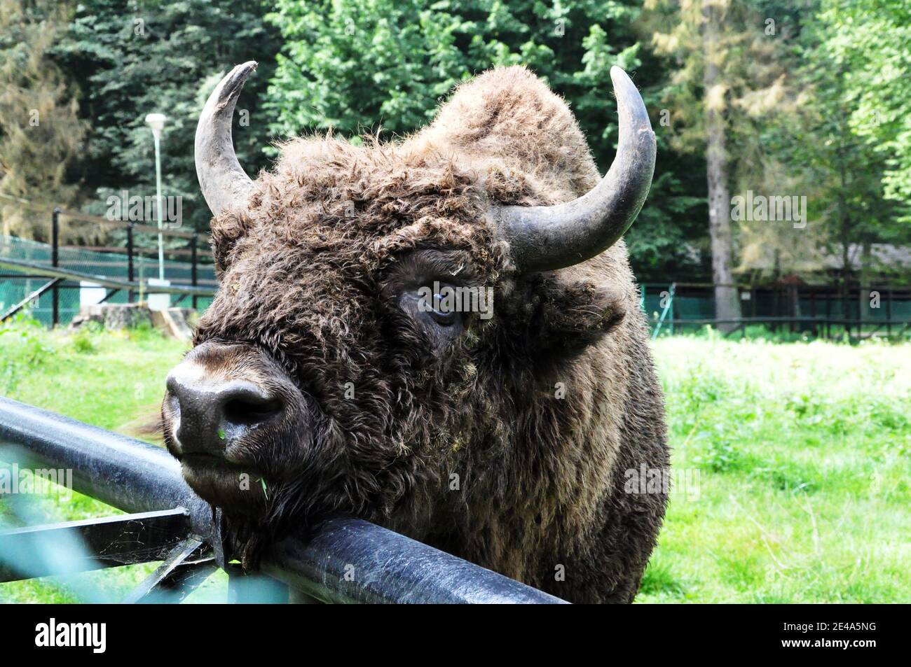 Bialowieza bison hi-res stock photography and images - Alamy