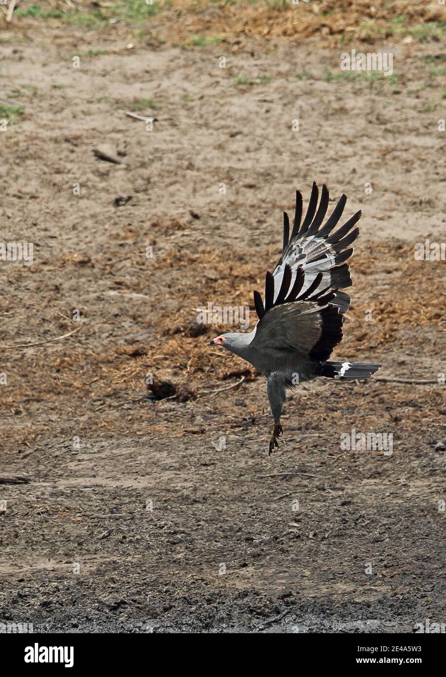 African Harrier-hawk (Polyboroides typus typus) adult taking off from ...