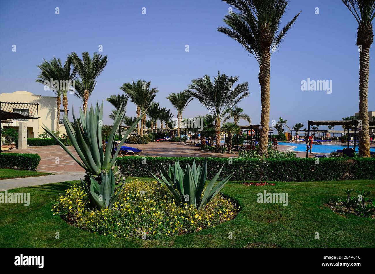Cactus in egypt hi-res stock photography and images - Alamy