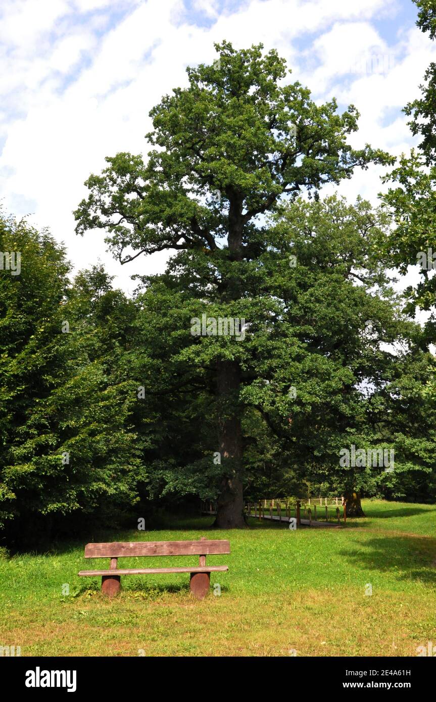 Wooden bench under oak tree hi-res stock photography and images - Alamy