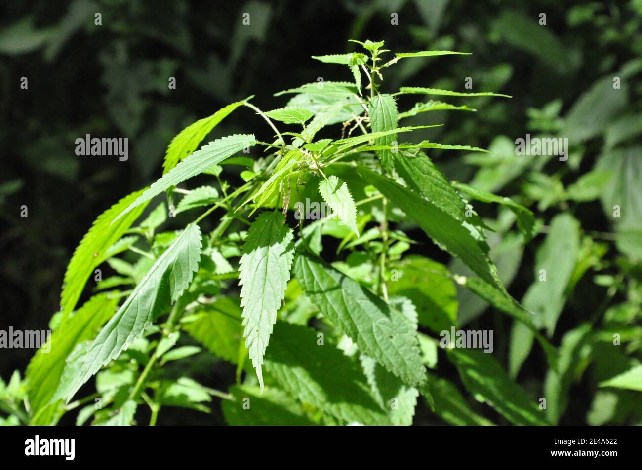 Nettle trees hi-res stock photography and images - Alamy