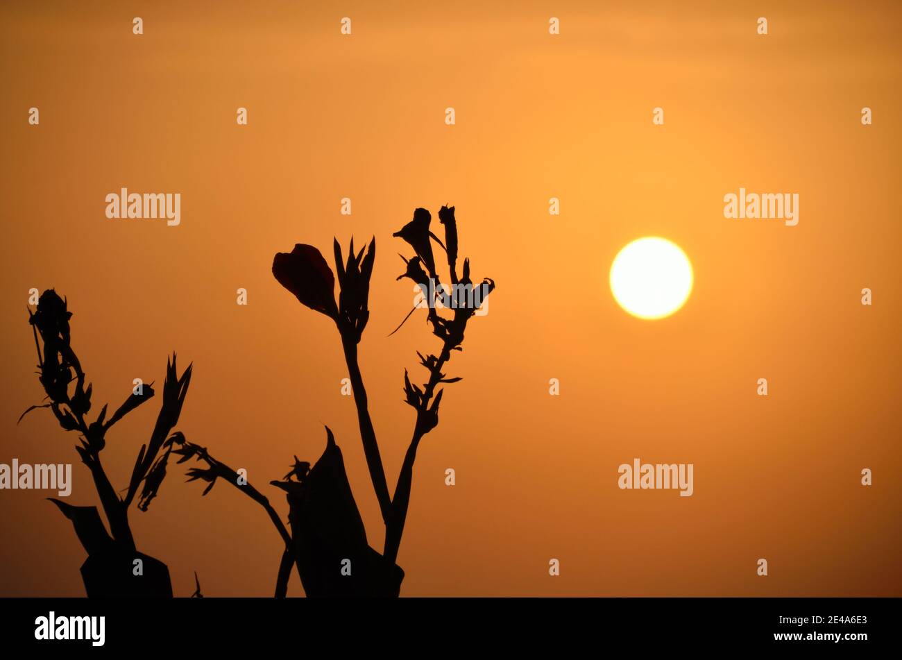 Red sunset flowers sea hi-res stock photography and images - Alamy