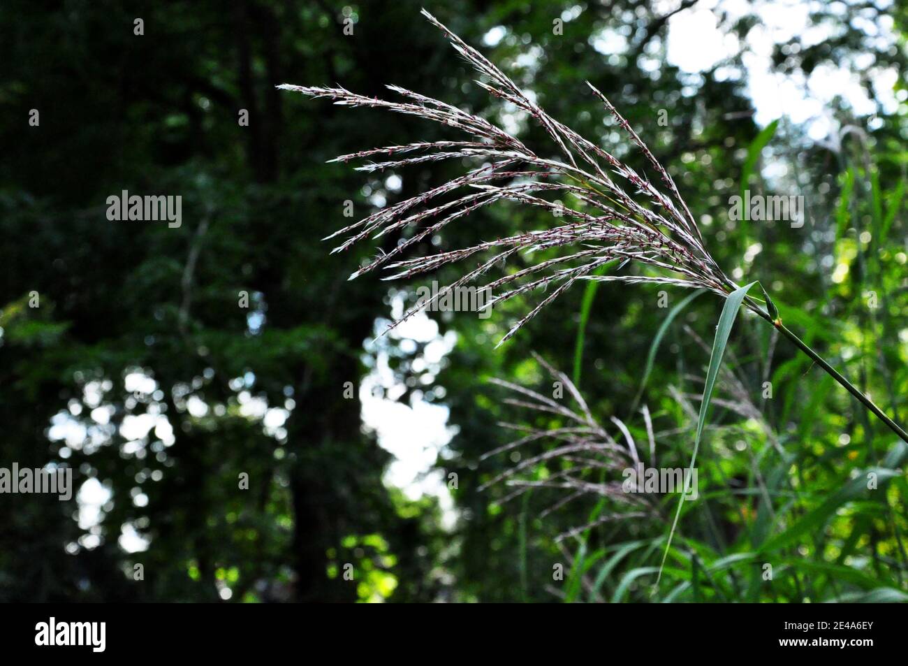 Grass inflorescence in the wind Stock Photo - Alamy