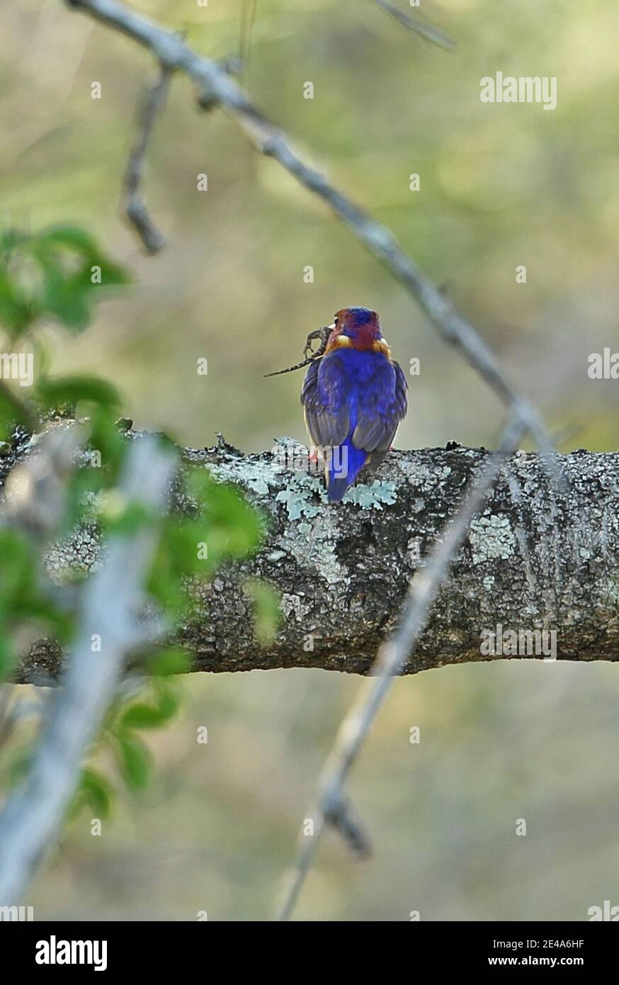 African pygmy elephant hi-res stock photography and images - Alamy
