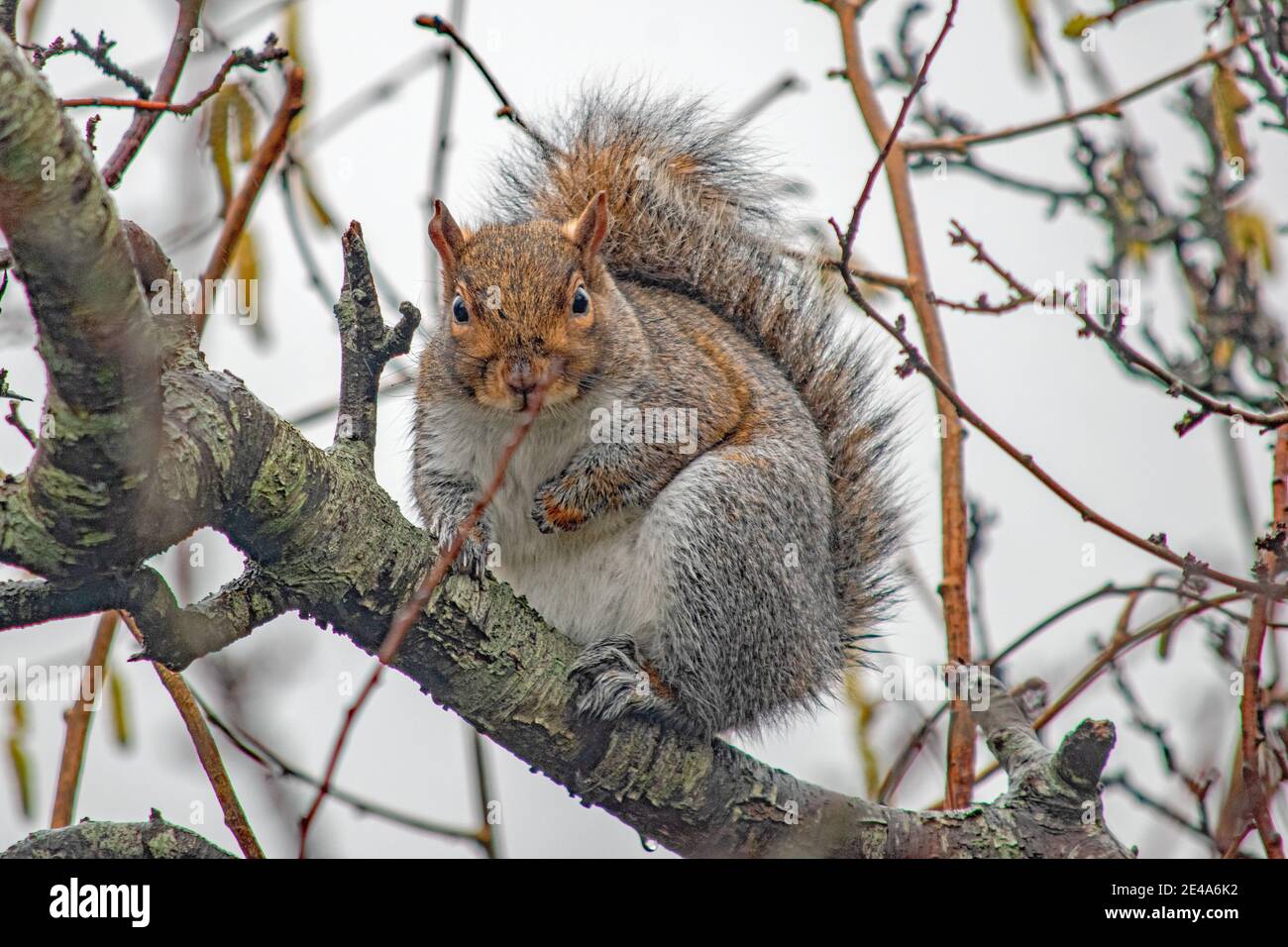 Funny squirrel looking camera hi-res stock photography and images - Alamy