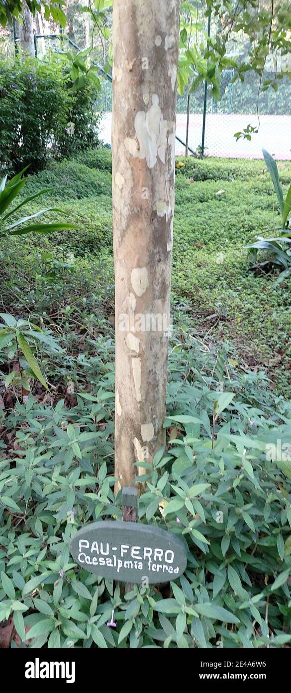Pau Ferro, Caesalpinia leiostachya, Jucá, Guaruja, São Paulo, Brazil ...