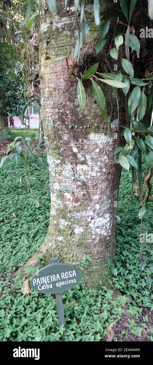 Paineira Rosa tree, Ceiba Speciosa, Guaruja, São Paulo, Brazil Stock ...