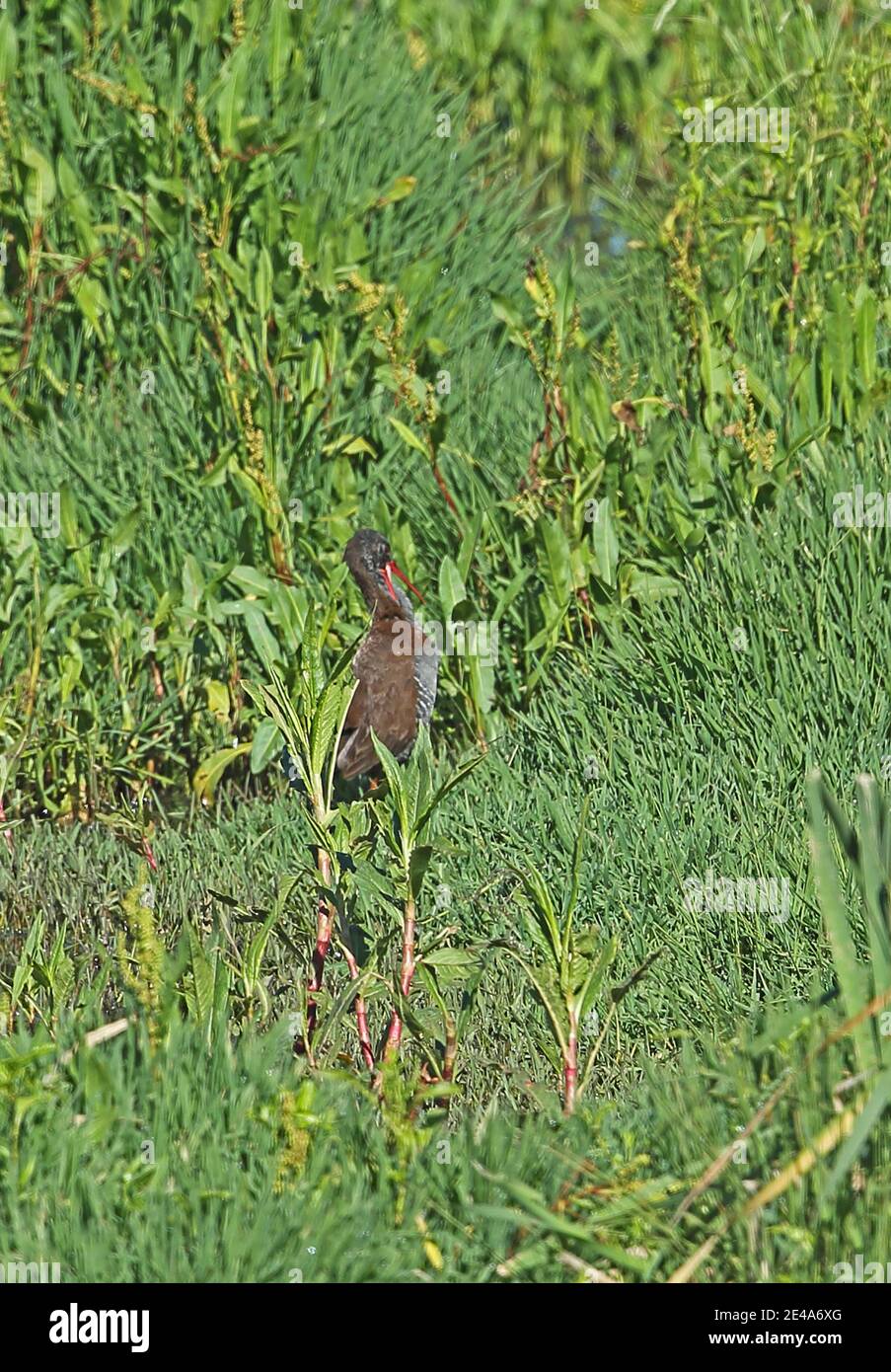 African Rail (Rallus caerulescens) adult standing in marsh preening ...