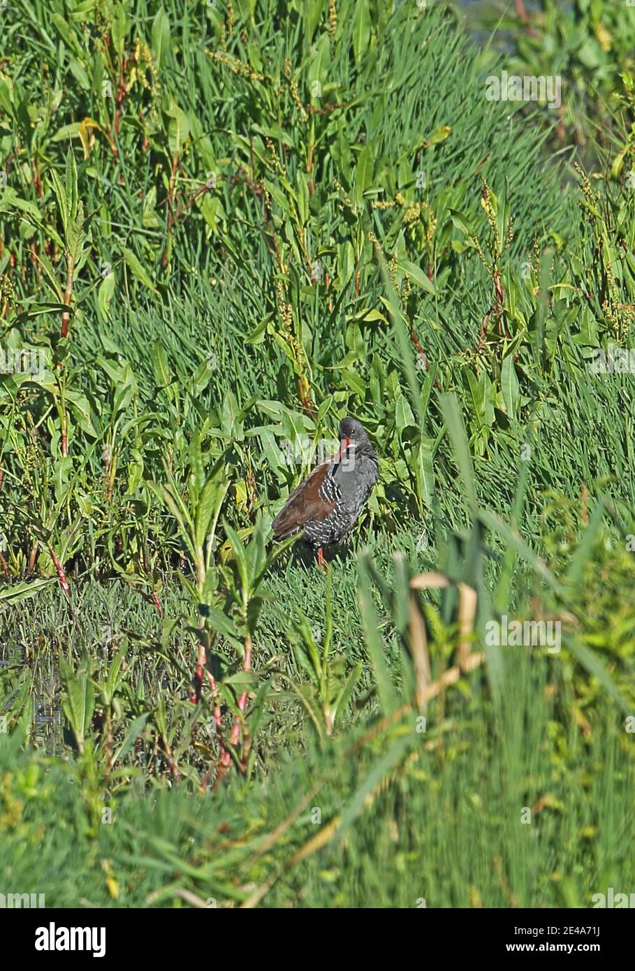 African rail hi-res stock photography and images - Alamy