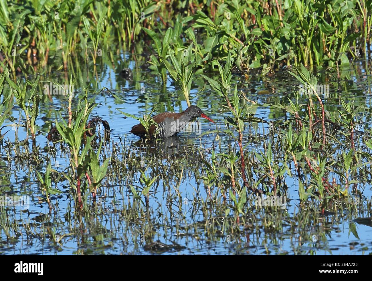 African rail hi-res stock photography and images - Alamy