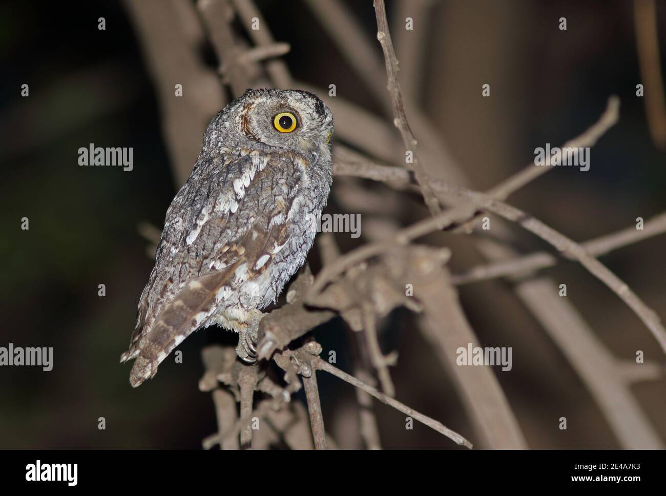 African scops owl hi-res stock photography and images - Alamy