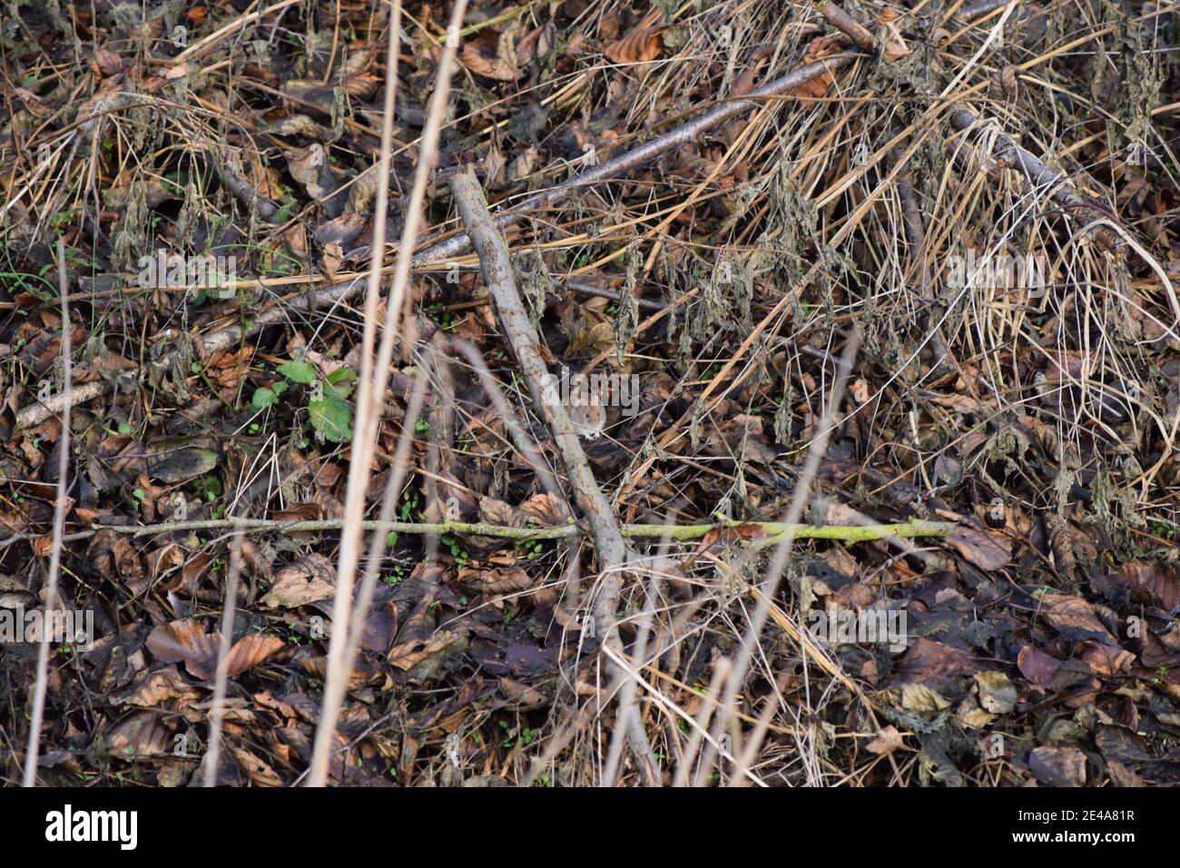Hibernation mouse hi-res stock photography and images - Alamy