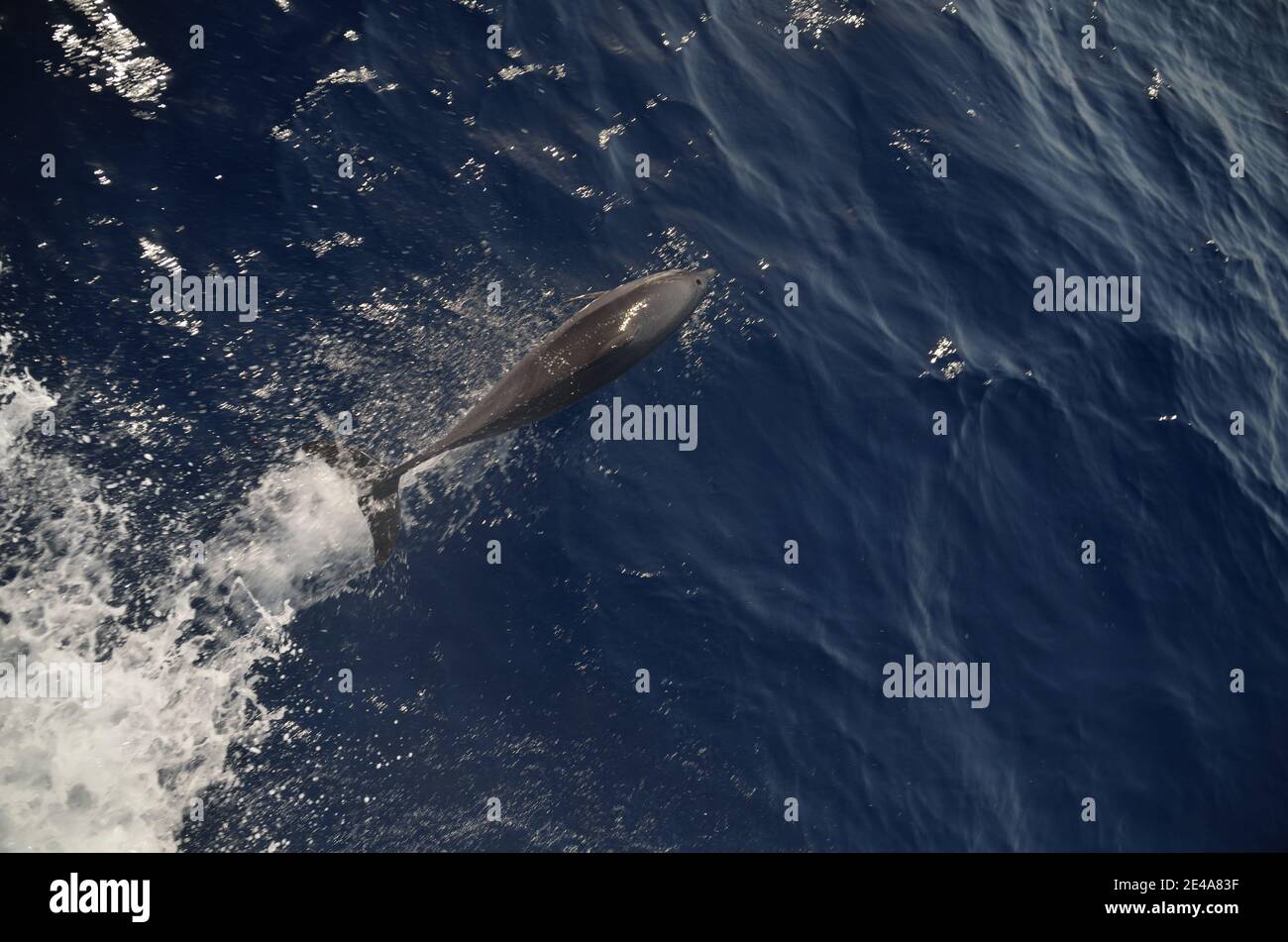 dolphin in red sea view from above Stock Photo - Alamy