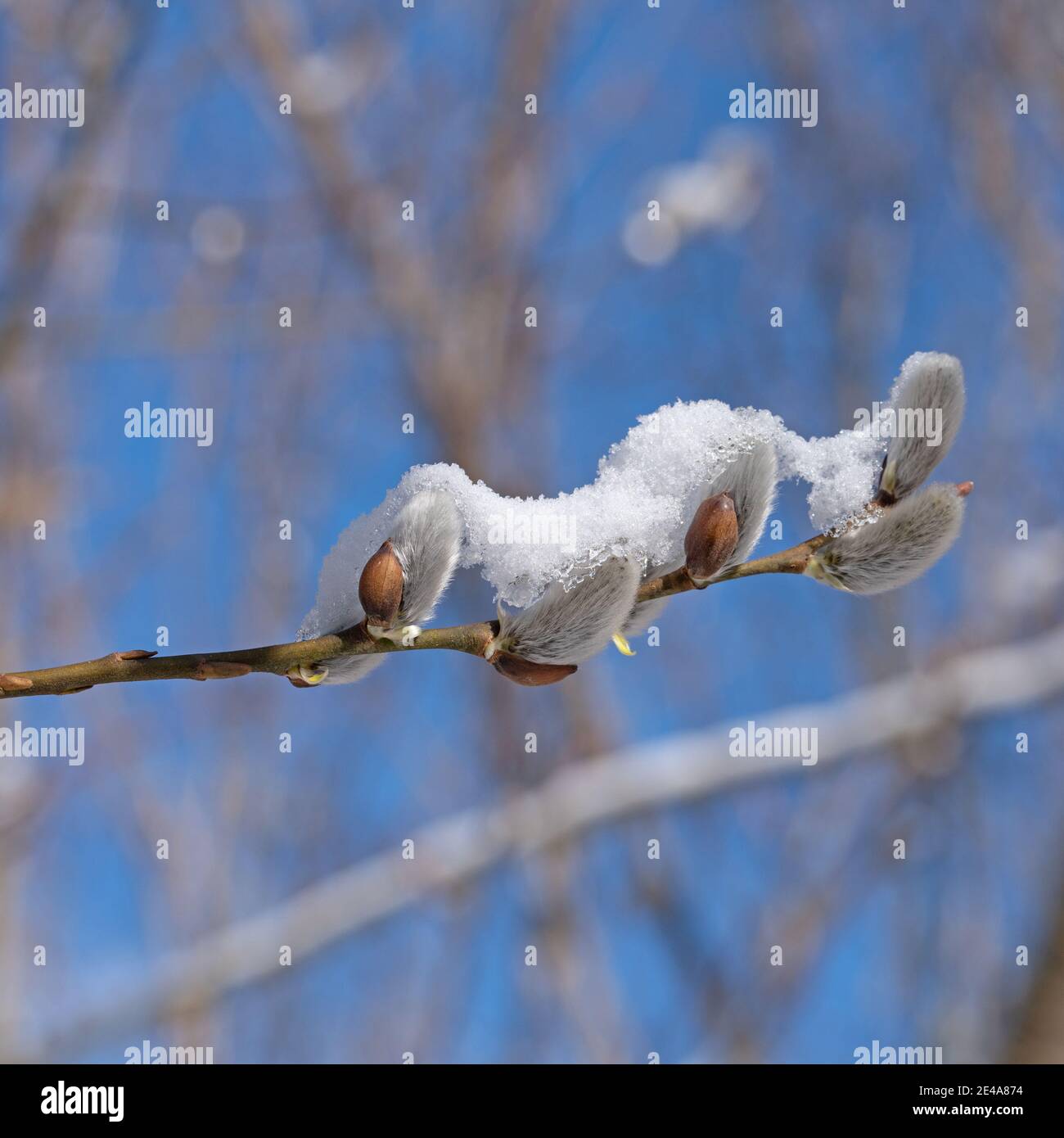 Flowering willow, Salix, with snow cover Stock Photo - Alamy