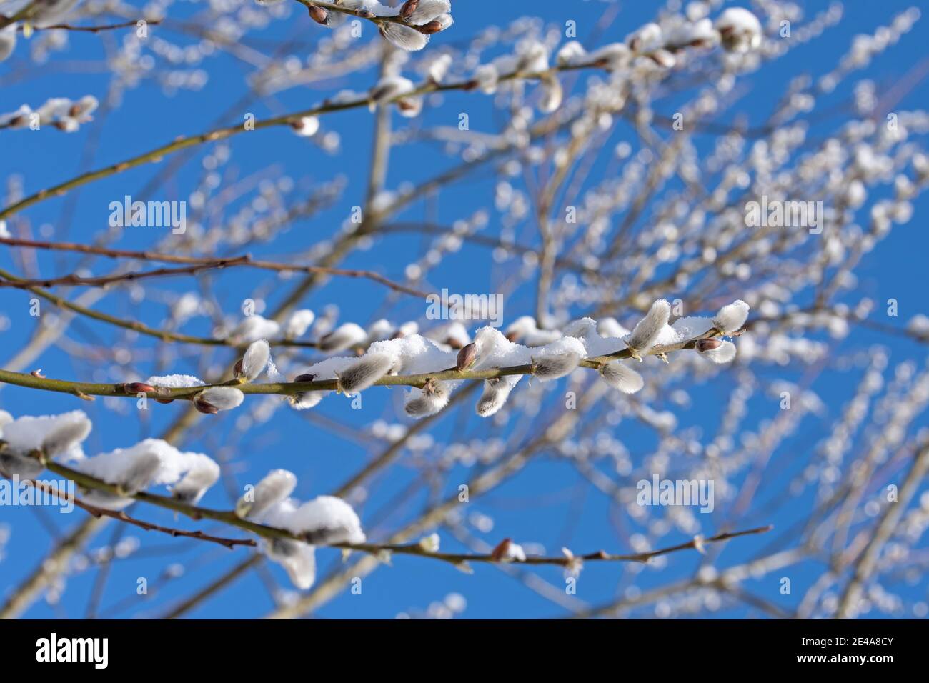 Flowering willow, Salix, with snow cover Stock Photo - Alamy