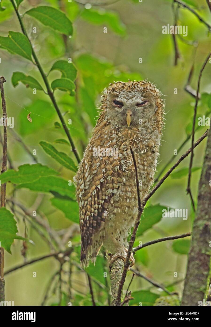 Wet owl hi-res stock photography and images - Alamy