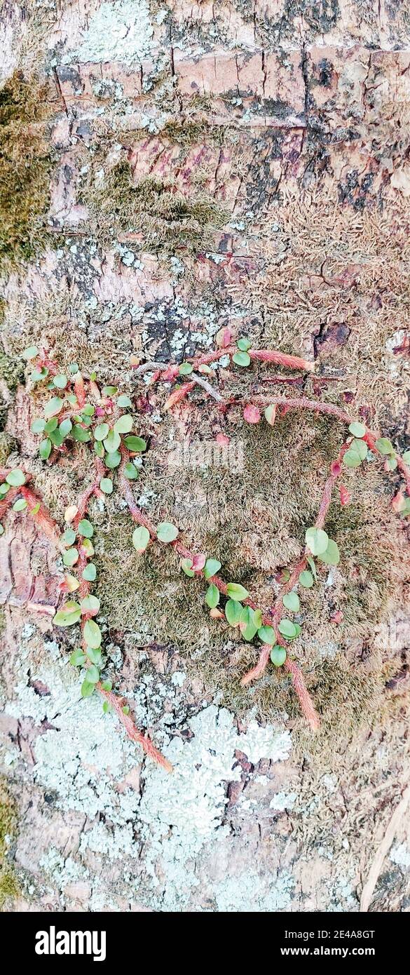 Coconut-tree trunk, São Paulo, Brazil Stock Photo - Alamy