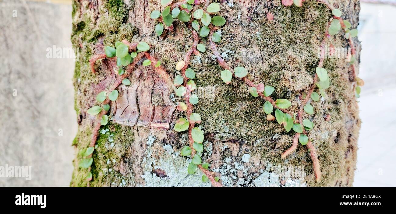 Coconut-tree trunk, São Paulo, Brazil Stock Photo - Alamy