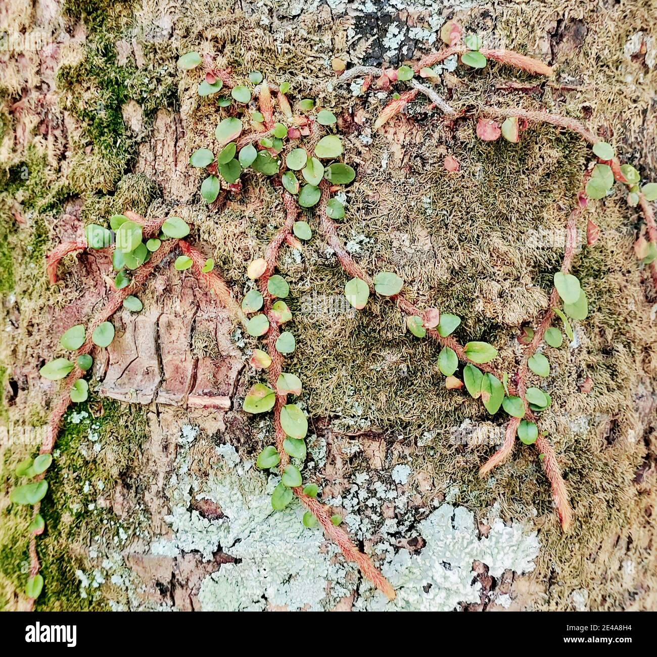 Coconut-tree trunk, São Paulo, Brazil Stock Photo - Alamy