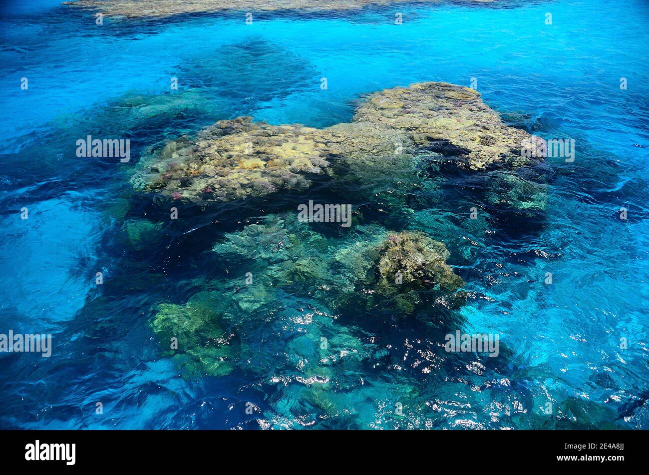Coral stock hi-res stock photography and images - Alamy
