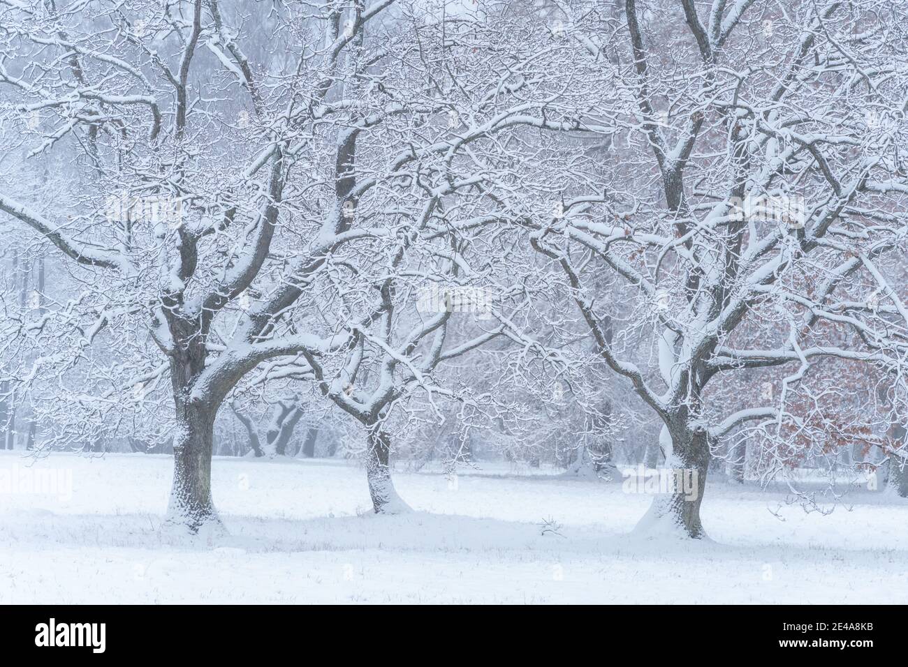 Winter oak trees Stock Photo - Alamy