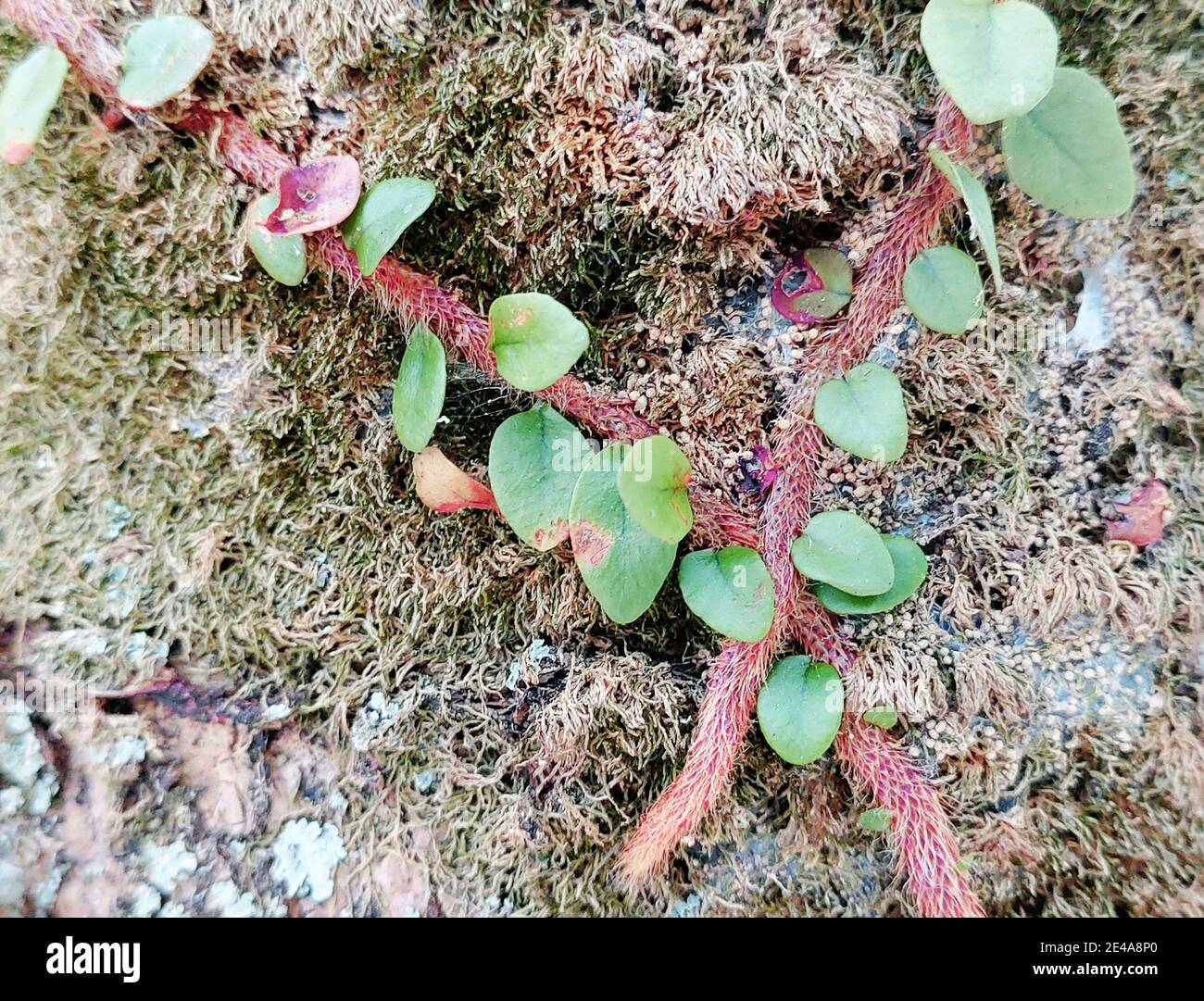 Coconut-tree trunk, São Paulo, Brazil Stock Photo - Alamy