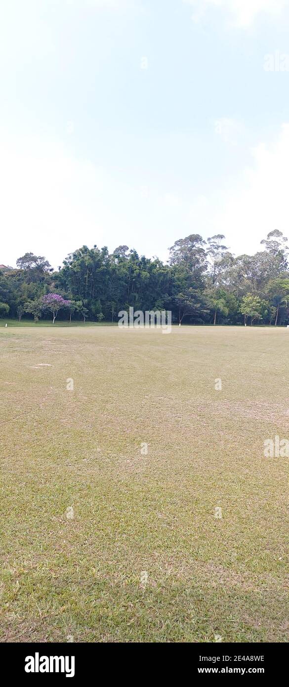 Grass texture, São Paulo, Brazil Stock Photo - Alamy