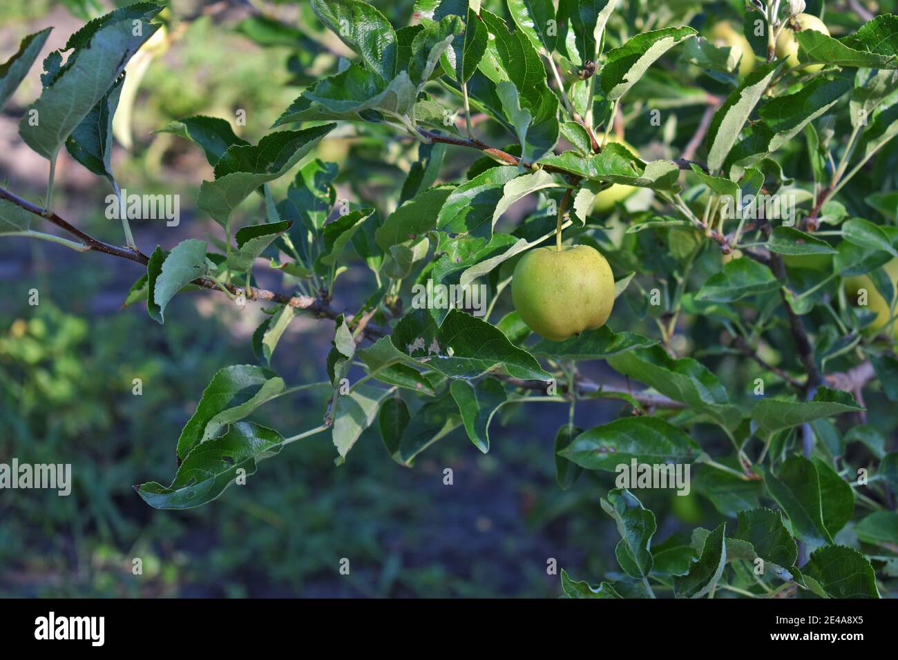 Fruits and vegetables in the garden Stock Photo - Alamy