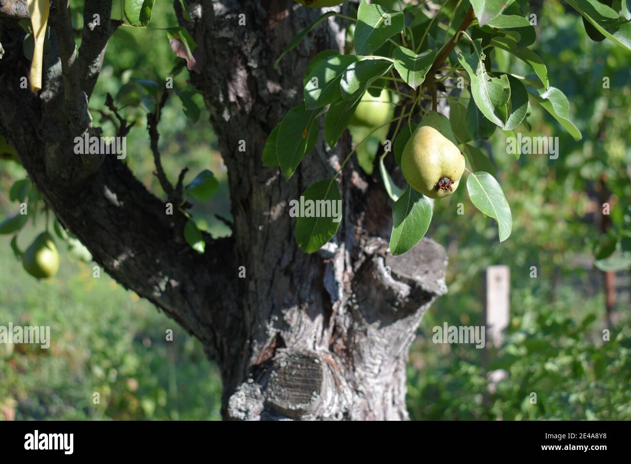 Fruits and vegetables in the garden Stock Photo - Alamy