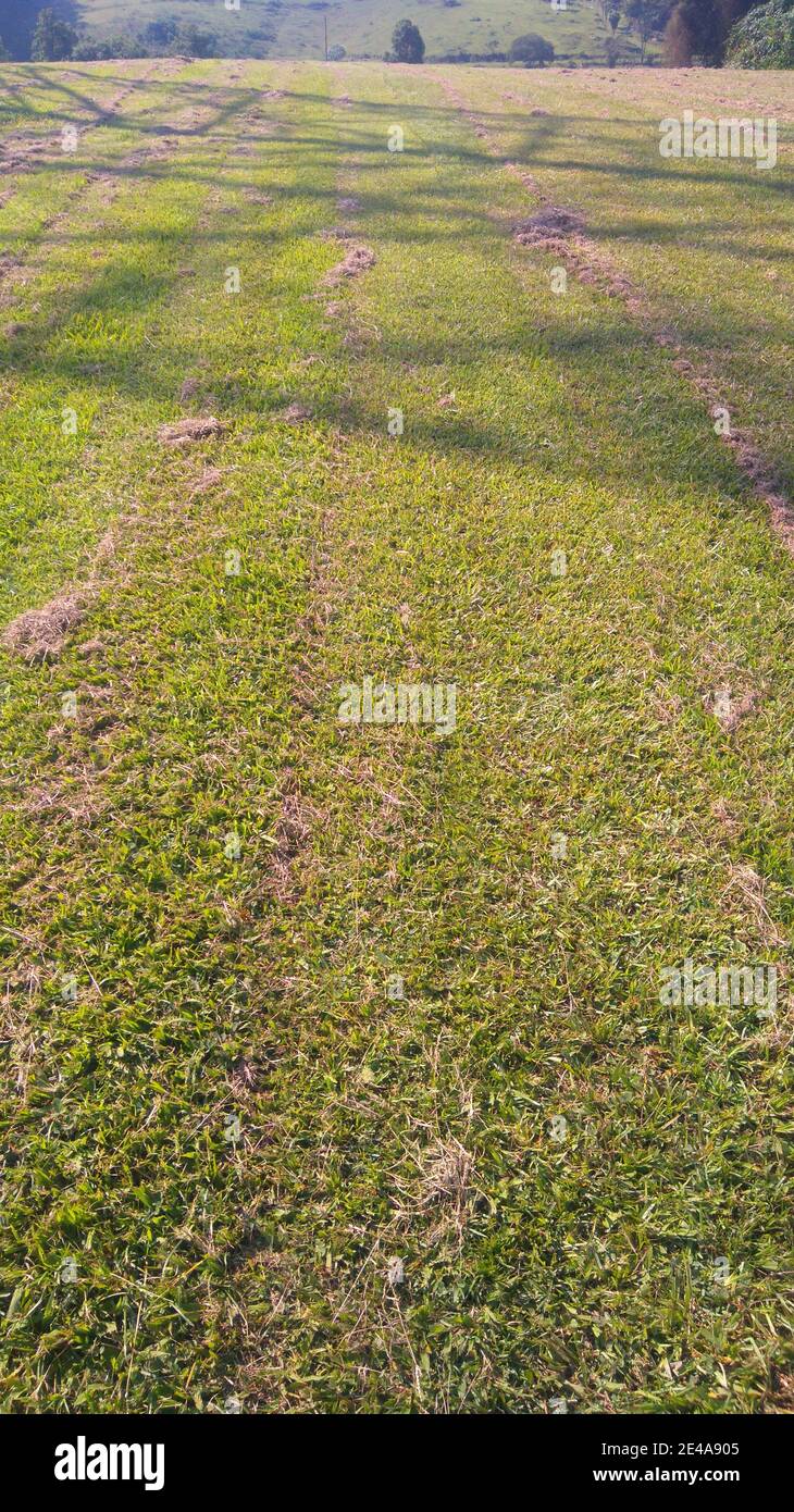 Grass texture, São Paulo, Brazil Stock Photo - Alamy
