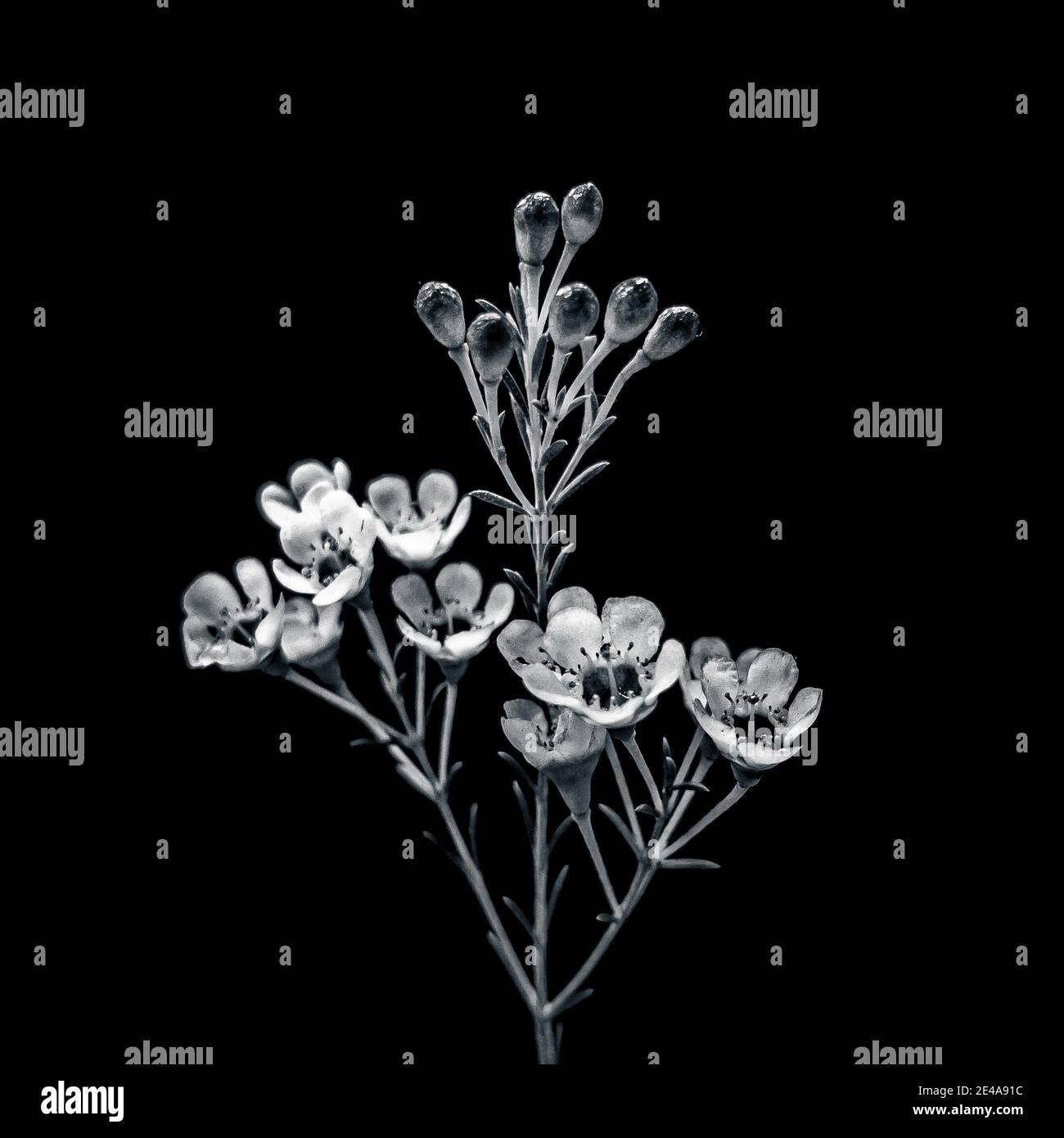 Greyscale shot of a branch of small flowers isolated on a black ...
