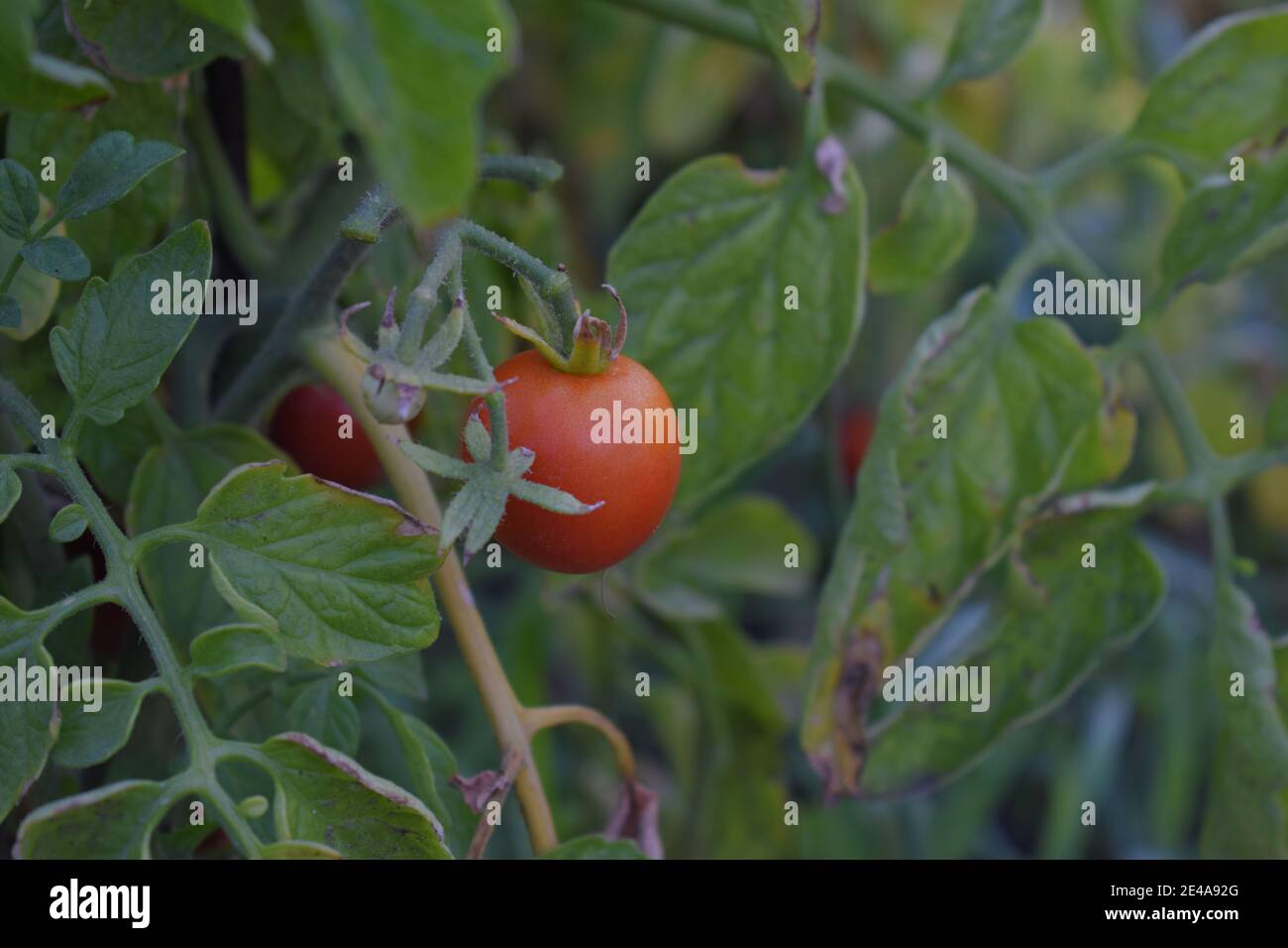 Fruits and vegetables in the garden Stock Photo - Alamy