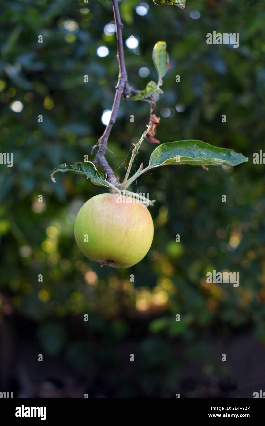 Fruits and vegetables in the garden Stock Photo - Alamy