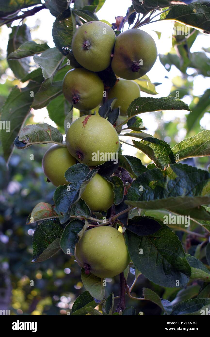 Fruits and vegetables in the garden Stock Photo - Alamy