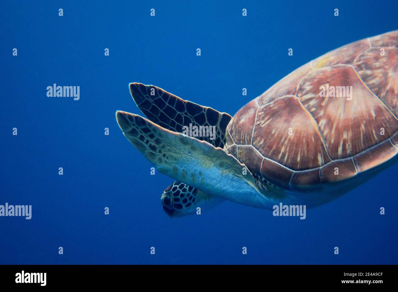 Children sea conservation underwater hi-res stock photography and ...