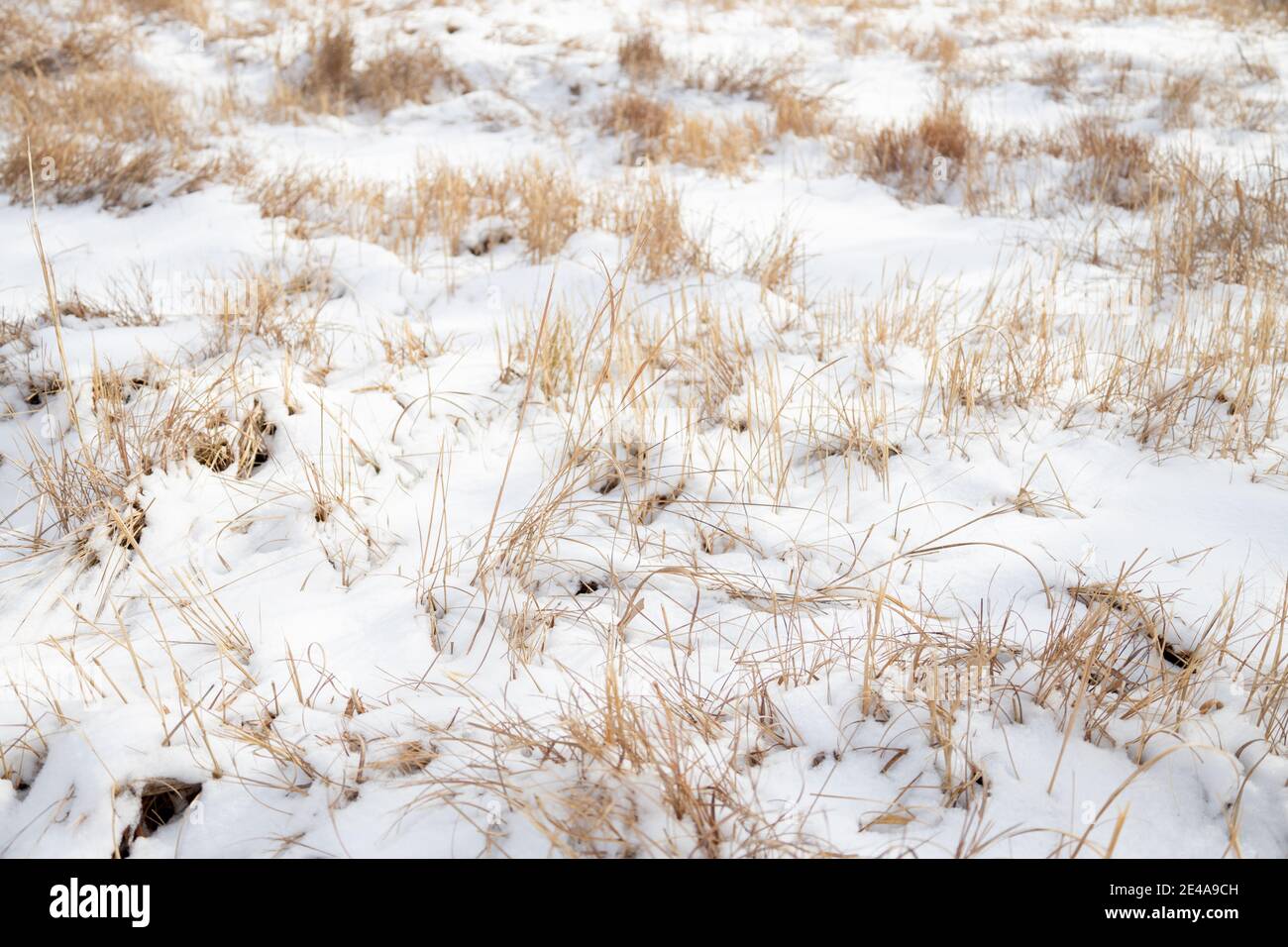 Snow Covered Grass Stock Photo - Alamy