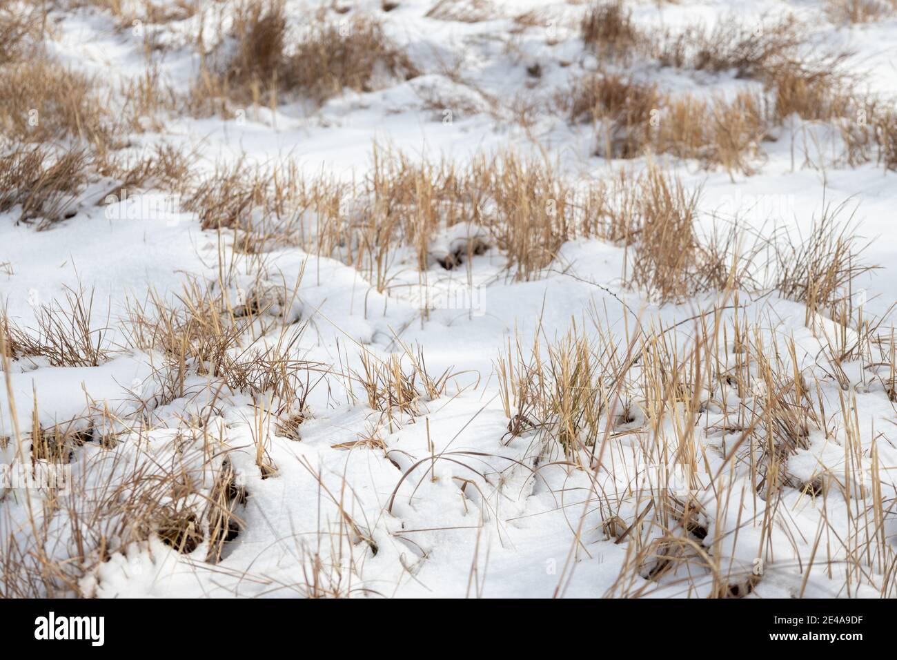 Grassland covered with snow hi-res stock photography and images - Alamy