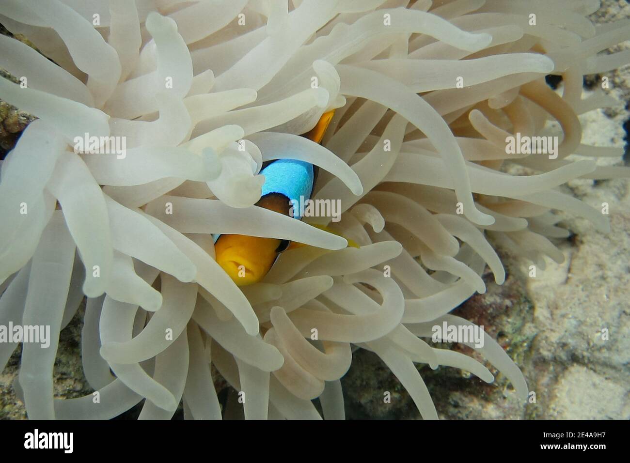small clownfish hiding in between anemones Stock Photo - Alamy