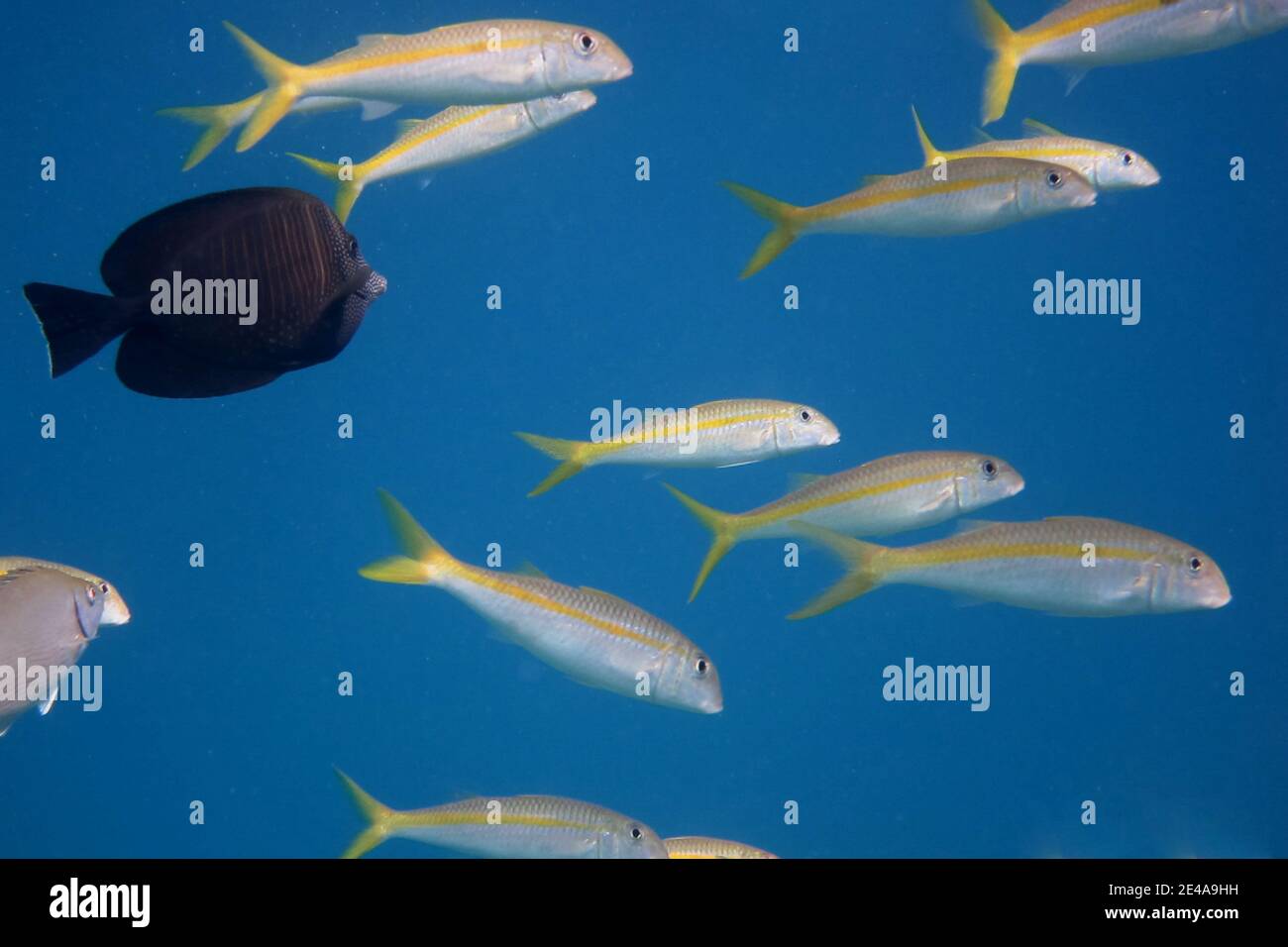 Deep sea waters hi-res stock photography and images - Alamy