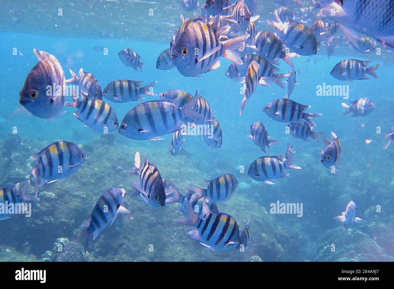 Sergeant fish hi-res stock photography and images - Alamy