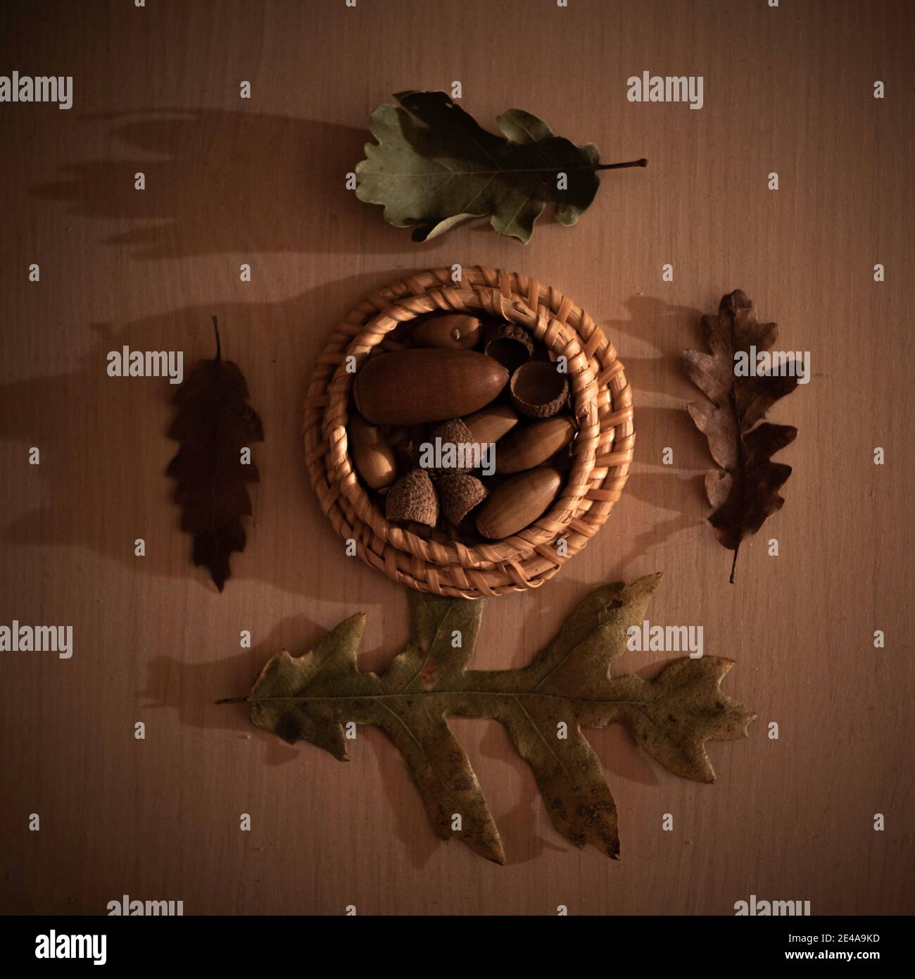 Collection of four oak leaves and their fruits arranged in a circle ...
