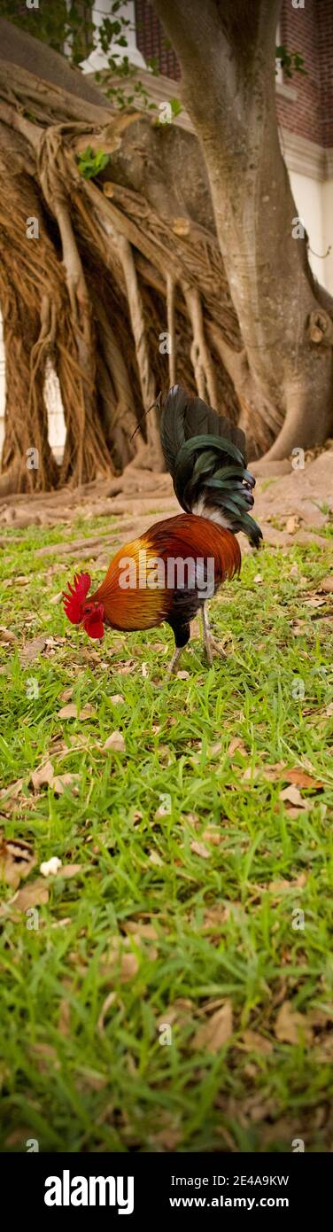 Wild Rooster in Historic Key West, Florida. Vacation destination Stock ...