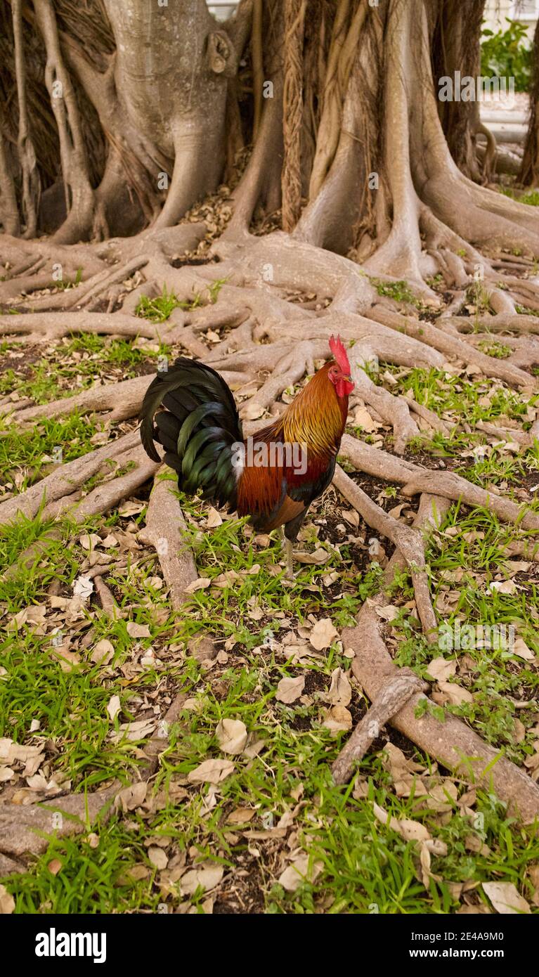 Wild Rooster in Historic Key West, Florida. Vacation destination Stock ...