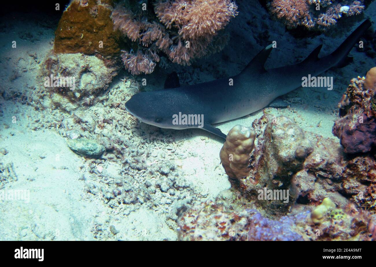 small reef shark lies in the colorful coral reef Stock Photo - Alamy