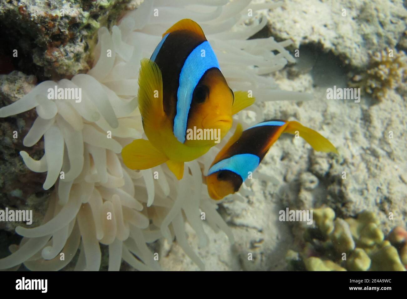 Fish eating anemone hi-res stock photography and images - Alamy