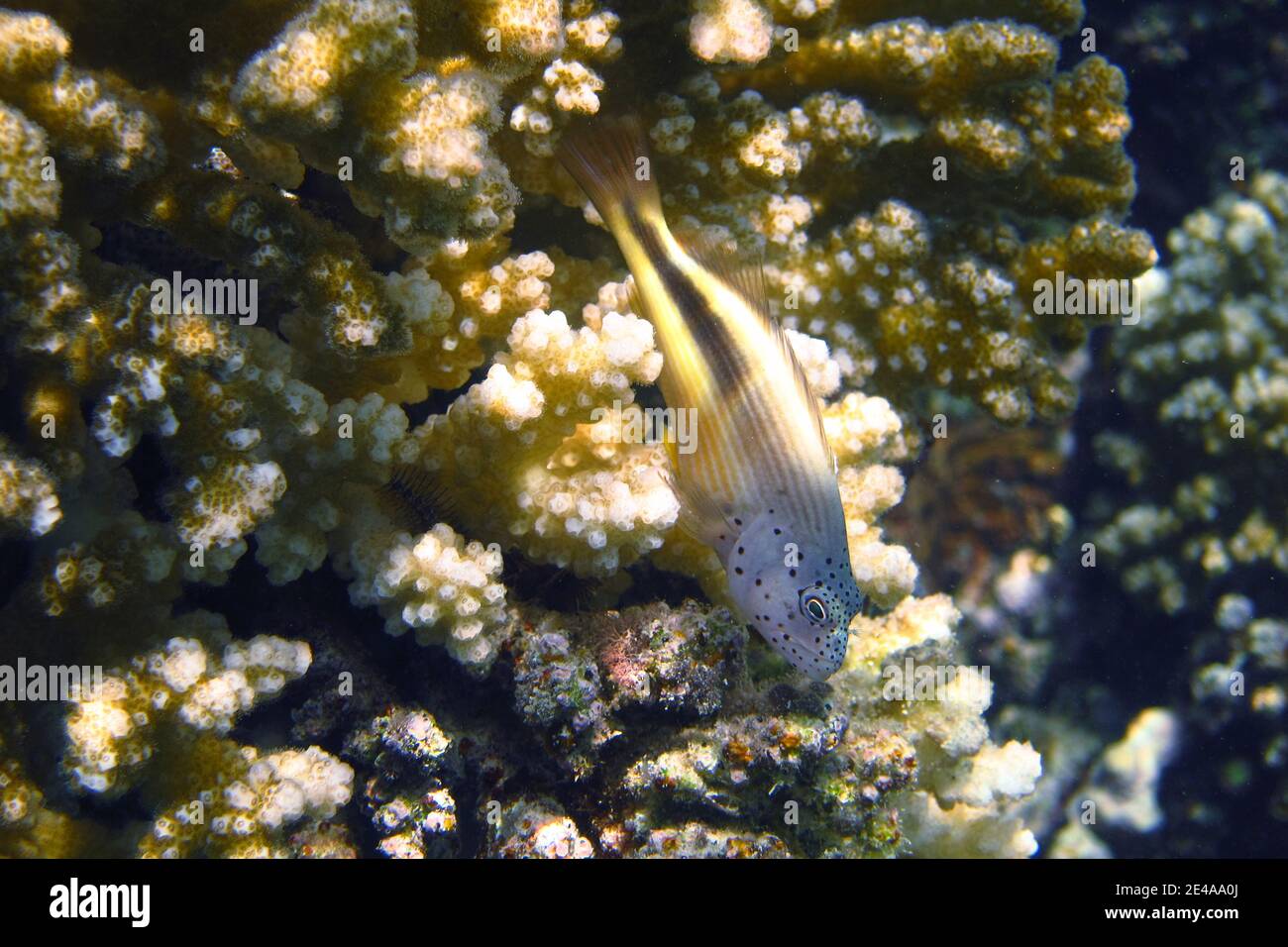 Yellow hawkfish hi-res stock photography and images - Alamy
